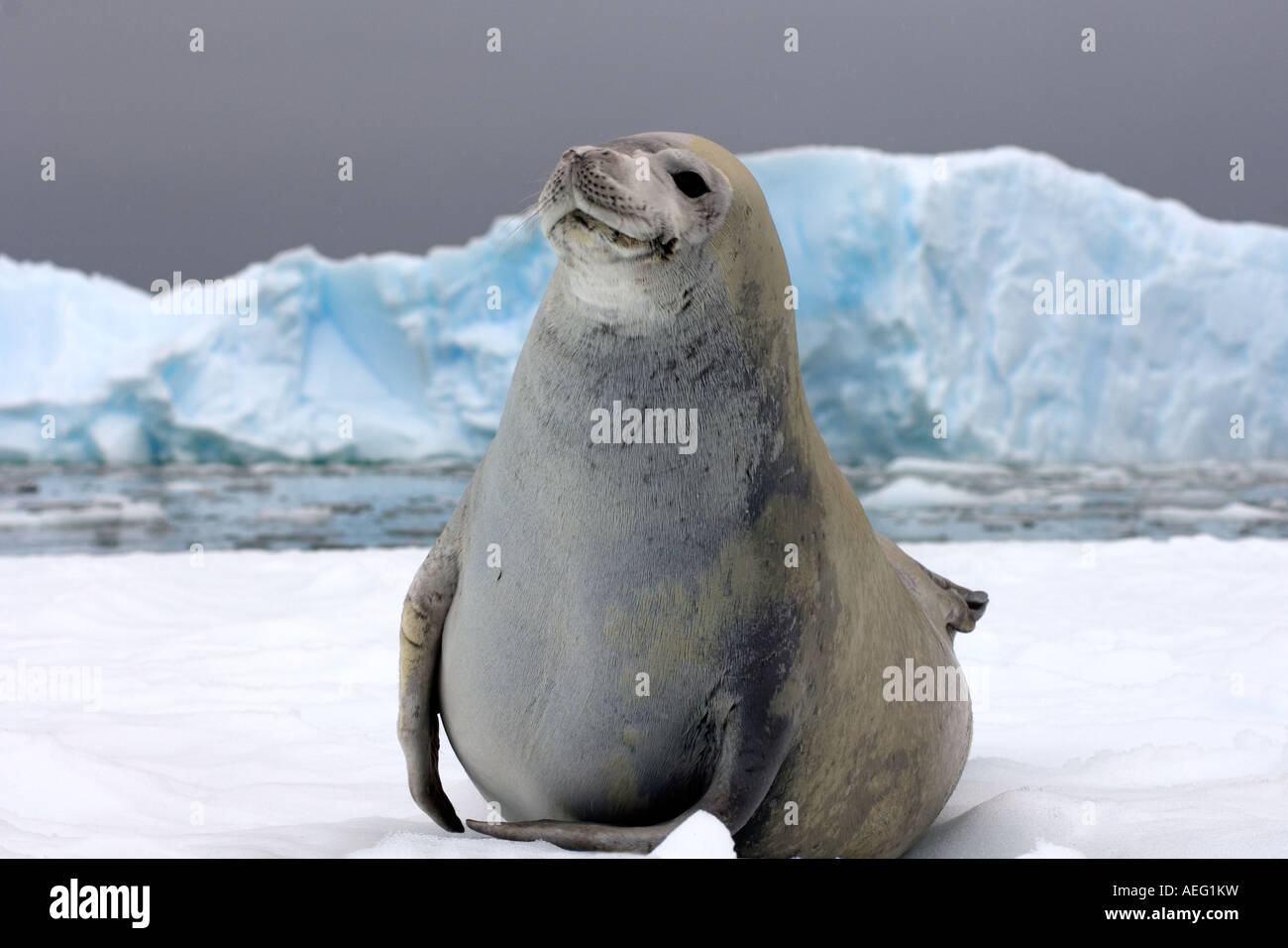 crabeater seal Lobodon carcinophaga resting on a saltwater pan of sea ...