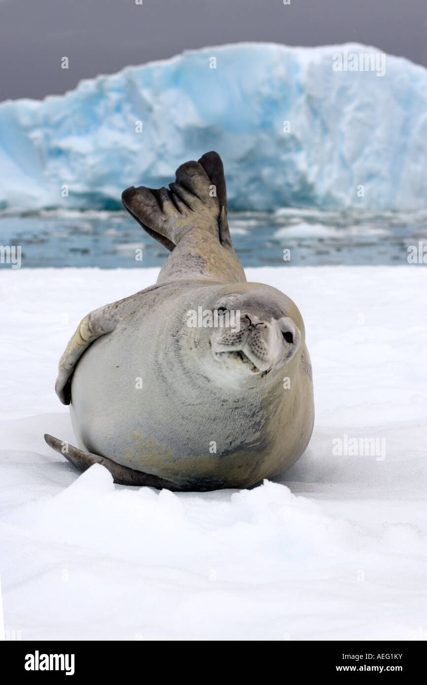 crabeater seal Lobodon carcinophaga resting on a saltwater pan of sea ...