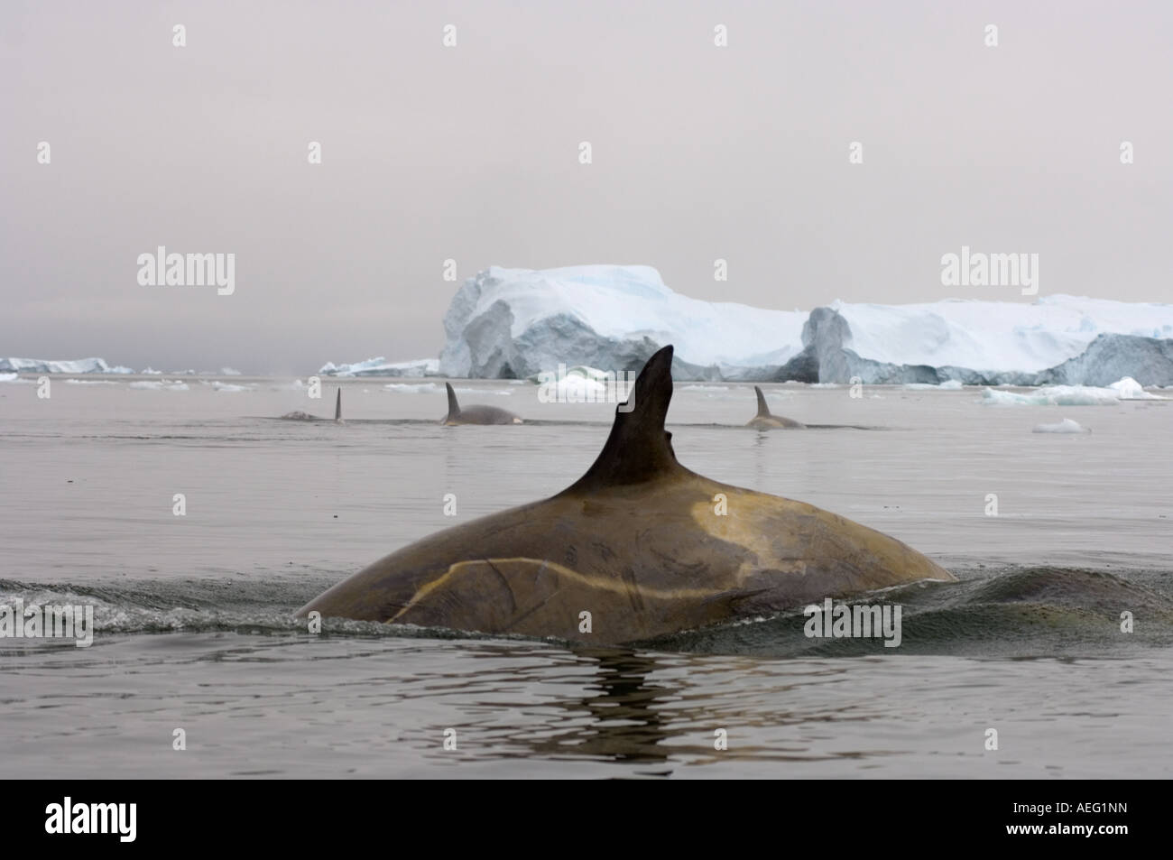 Orcas hunting ice hi-res stock photography and images - Alamy