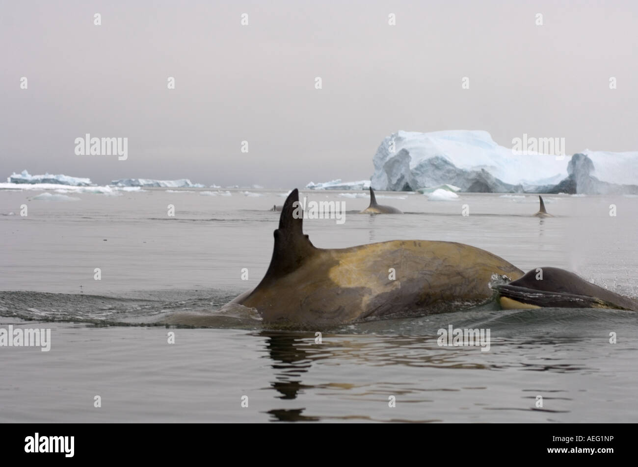 Orcas hunting ice hi-res stock photography and images - Alamy