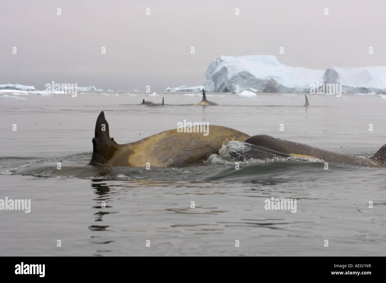 Orcas hunting ice hi-res stock photography and images - Alamy