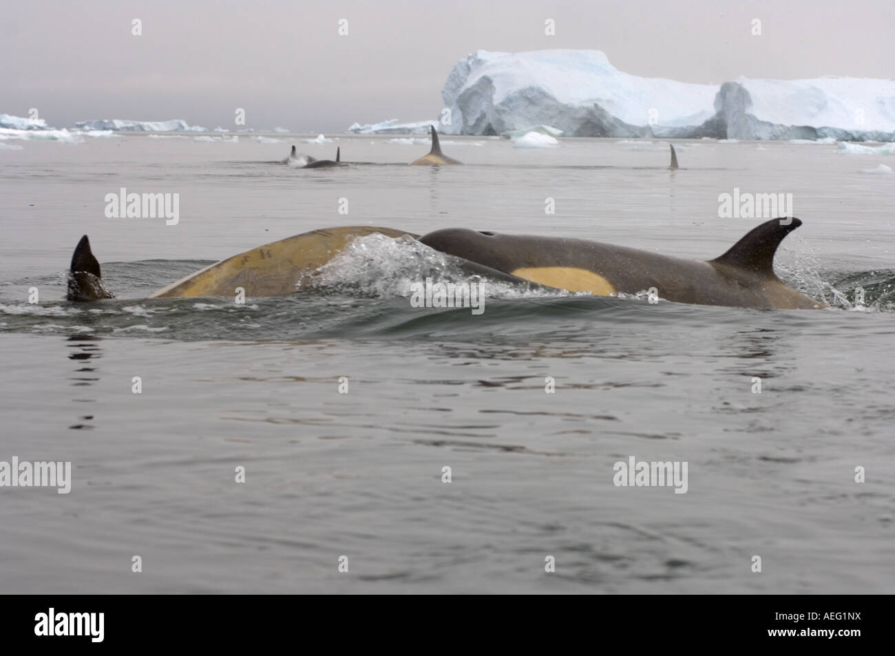Orcas hunting ice hi-res stock photography and images - Alamy