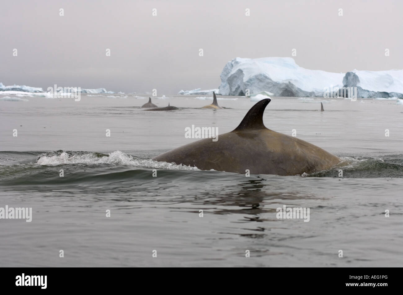 Orcas hunting ice hi-res stock photography and images - Alamy