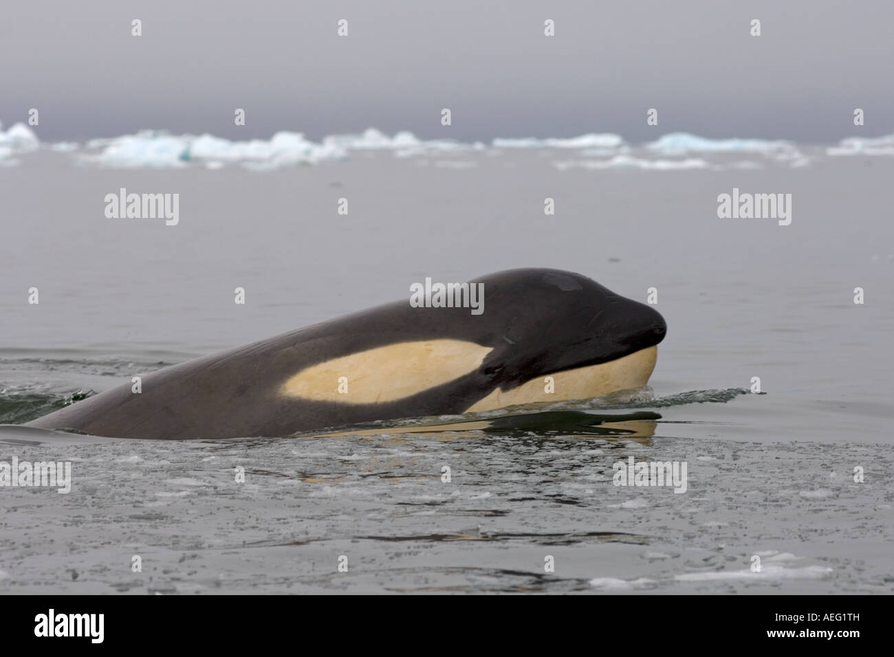 killer whale orca Orcinus orca comes out of the water to look at me in ...