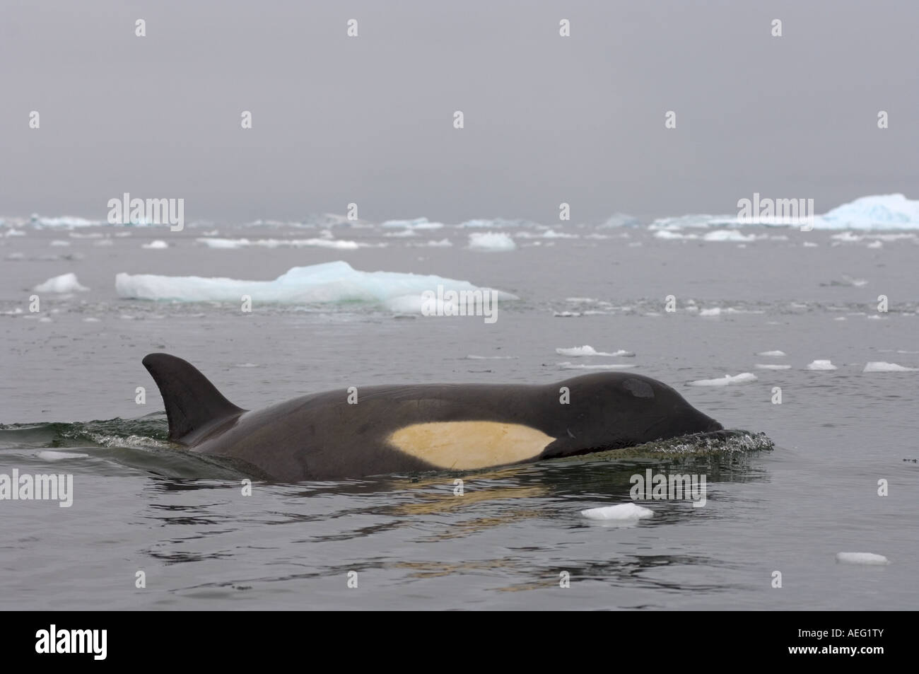 Whale backs hi-res stock photography and images - Alamy