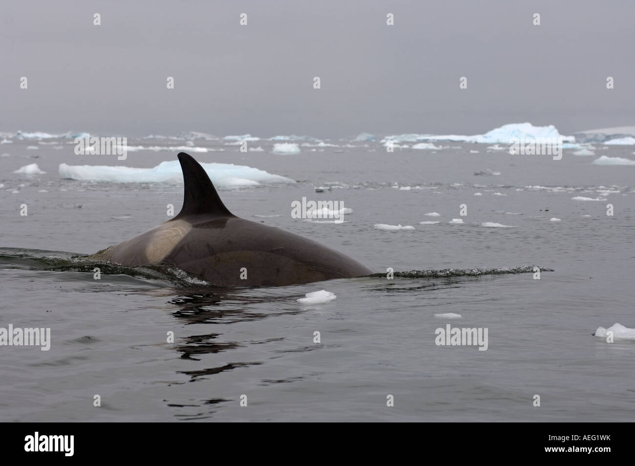 killer whale orca Orcinus orca in the waters off the western Antarctic ...