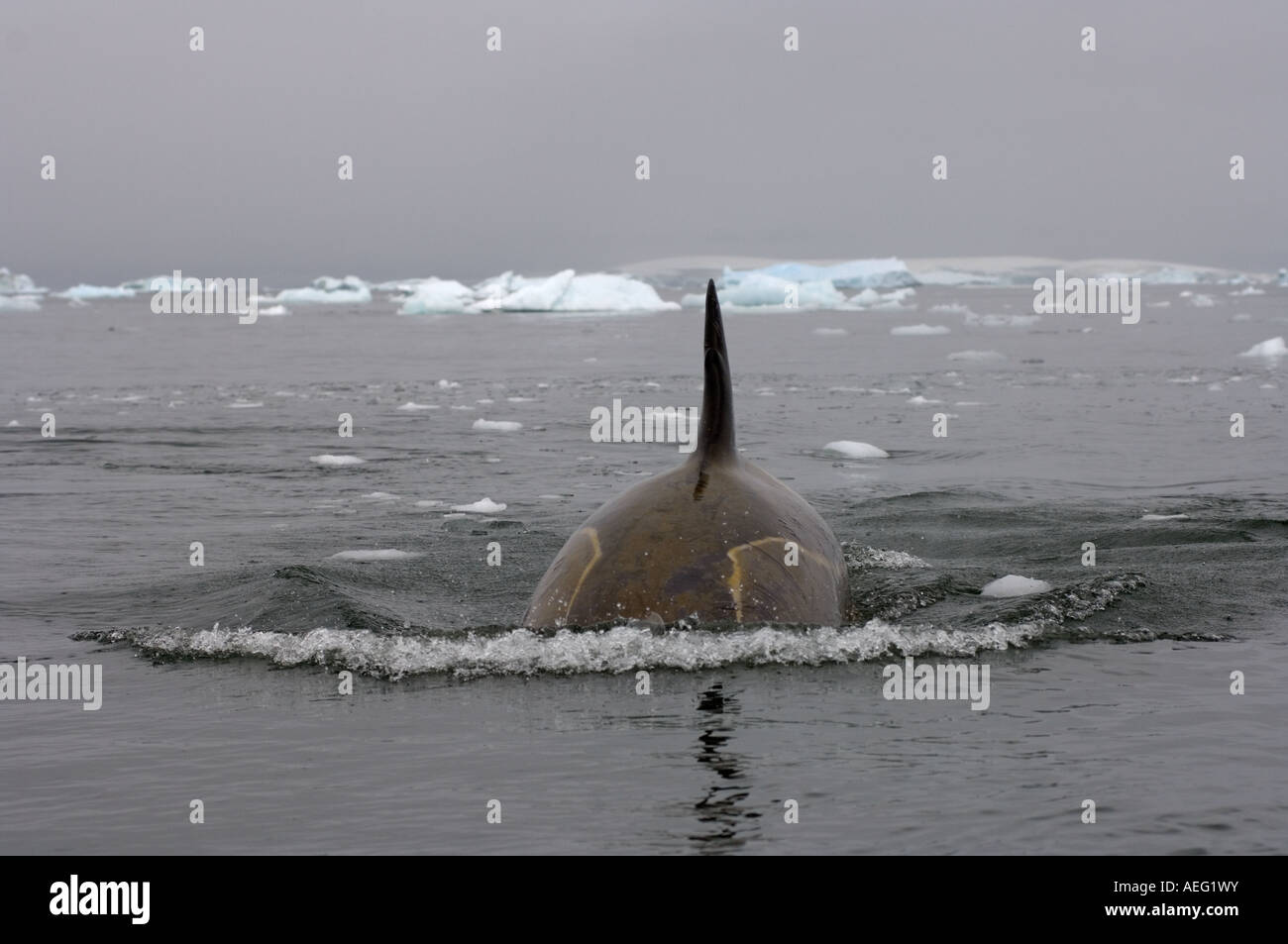 killer whale orca Orcinus orca in the waters off the western Antarctic ...
