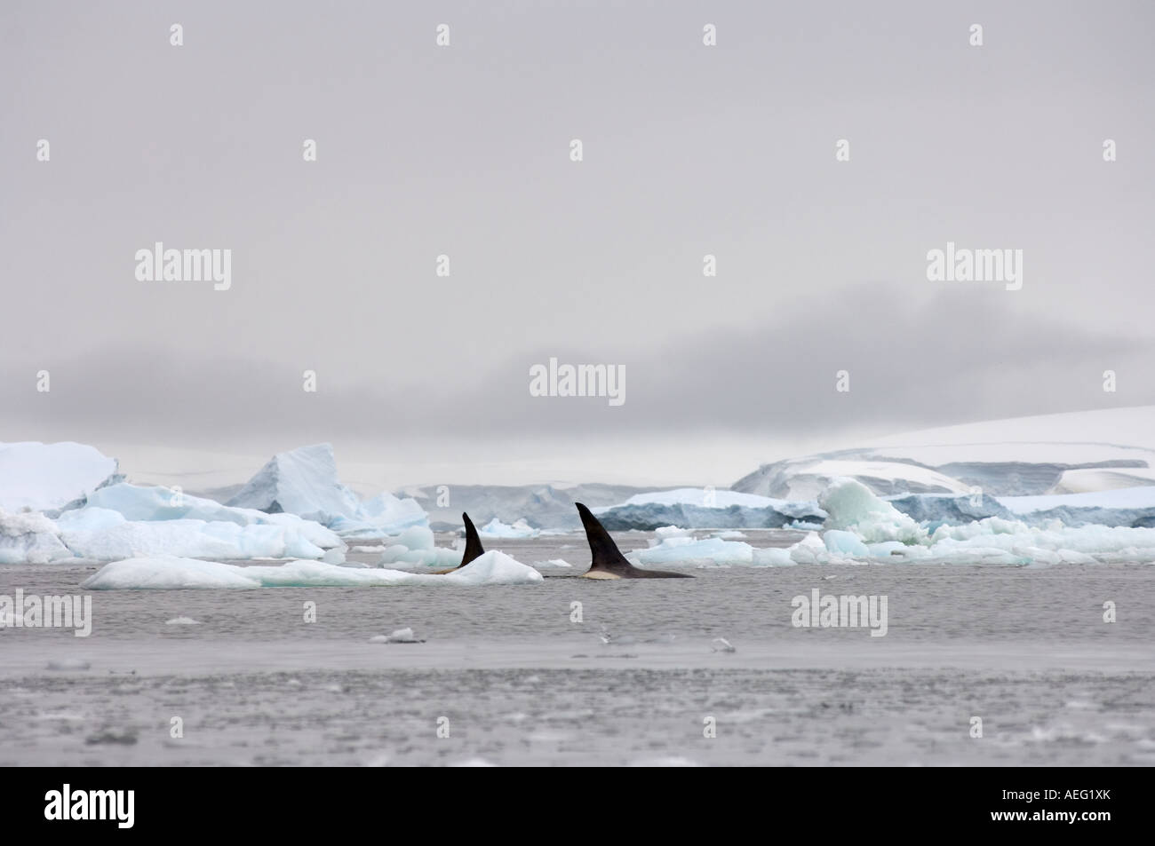 Killer whale hunting ice hi-res stock photography and images - Alamy