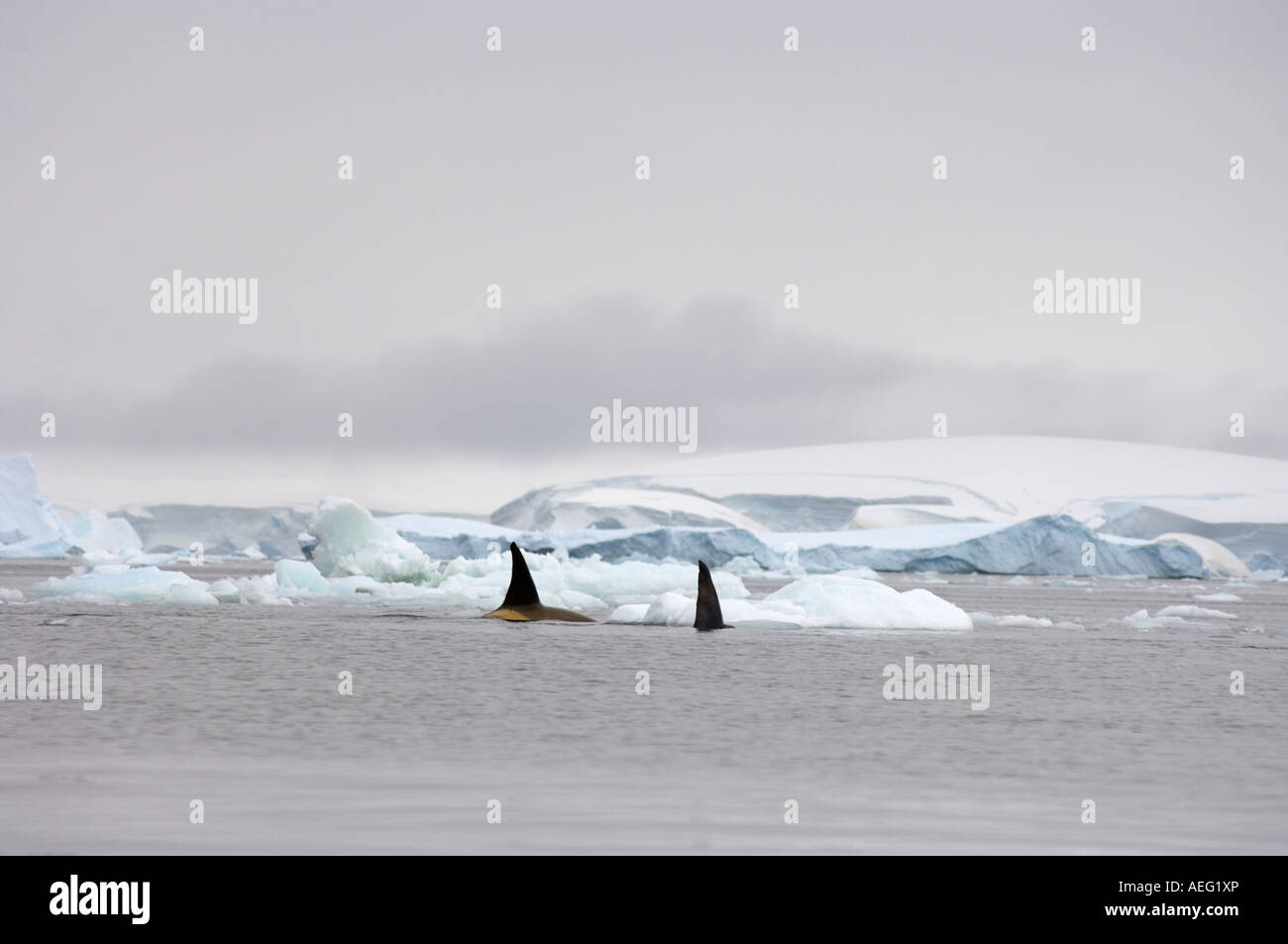 Orcas hunting ice hi-res stock photography and images - Alamy
