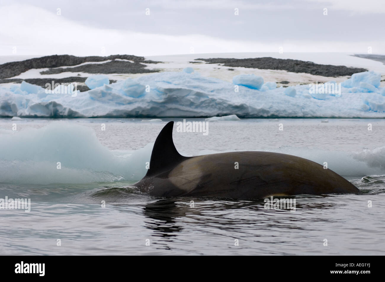 killer whale orca Orcinus orca in the waters off the western Antarctic ...