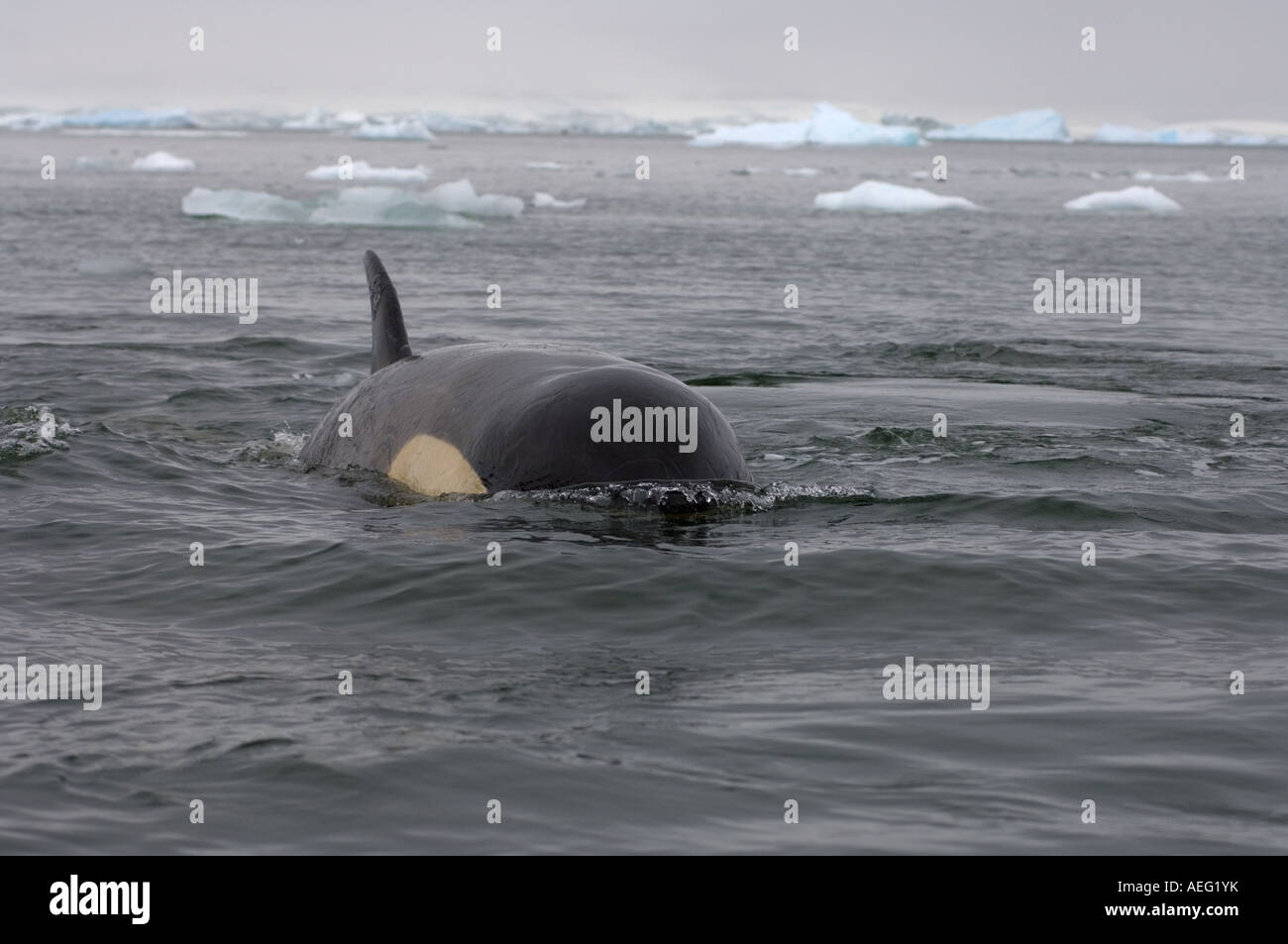 killer whale orca Orcinus orca in the waters off the western Antarctic ...