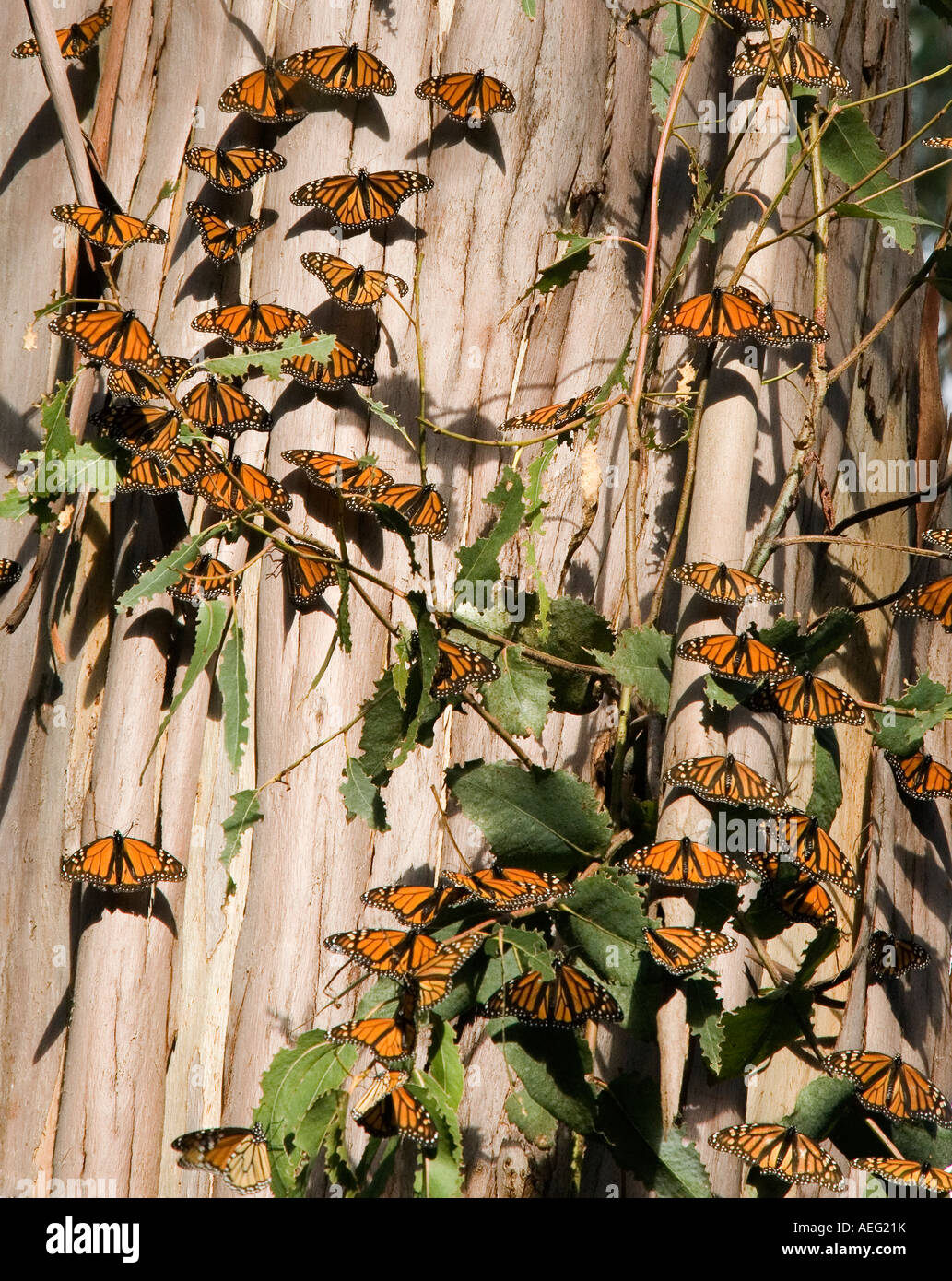 Monarch Butterflies on a eucalyptus tree trunk Stock Photo - Alamy
