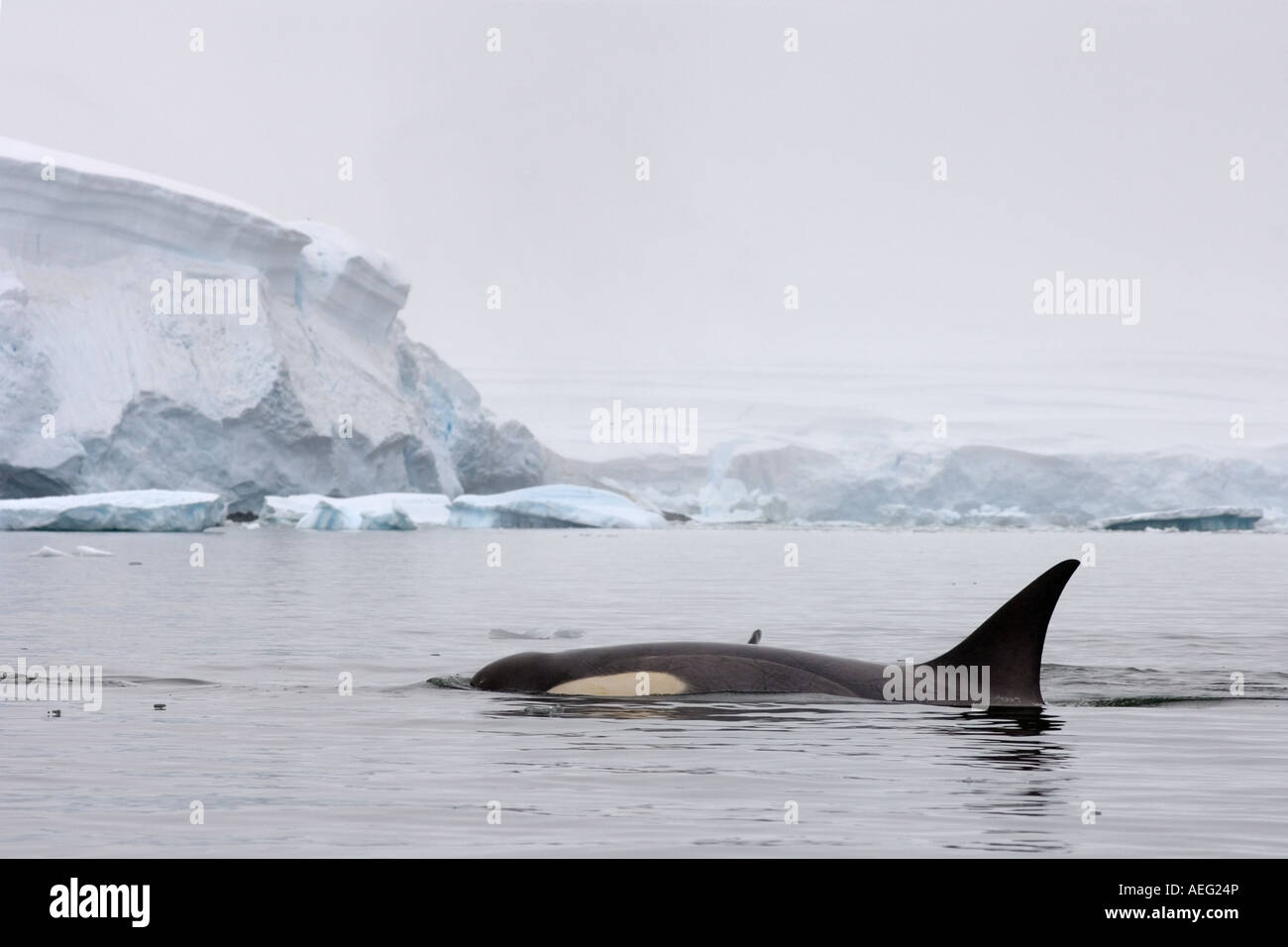 killer whale orca Orcinus orca in the waters off the western Antarctic ...