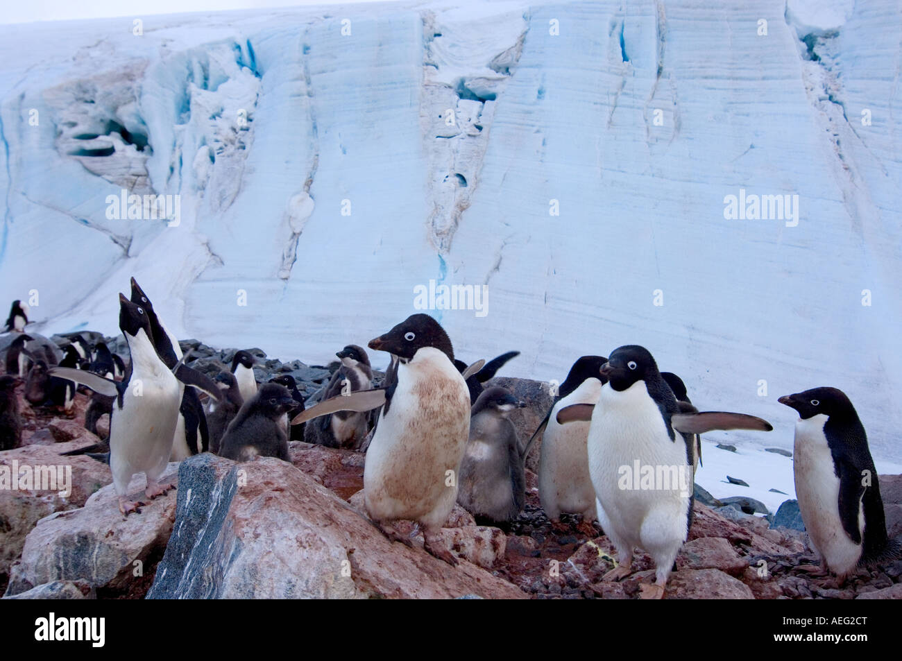 adelie penguin Pygoscelis Adeliae colony on the western Antarctic ...