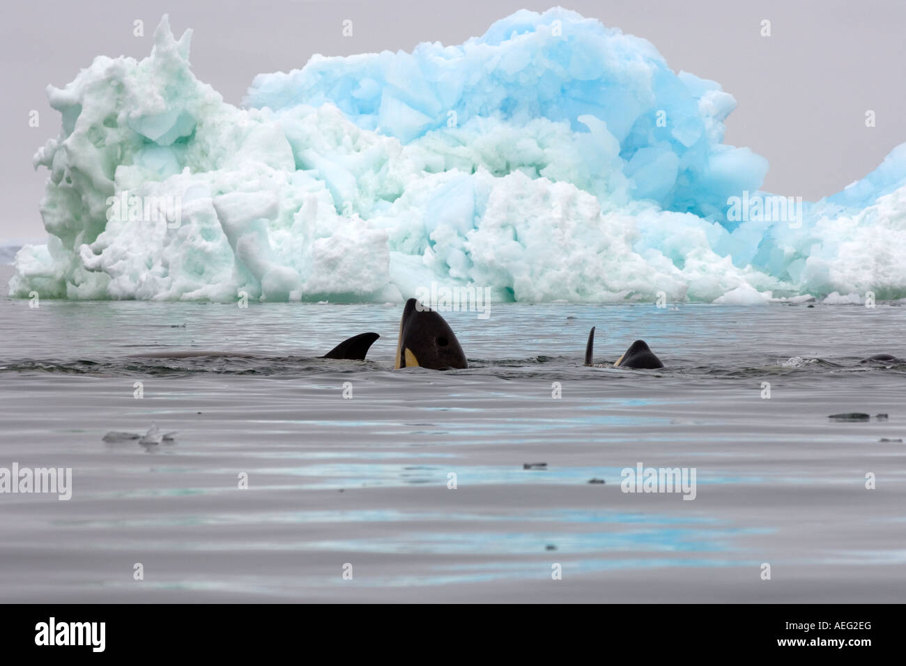 Orcinus orca antarctic hunting hi-res stock photography and images - Alamy