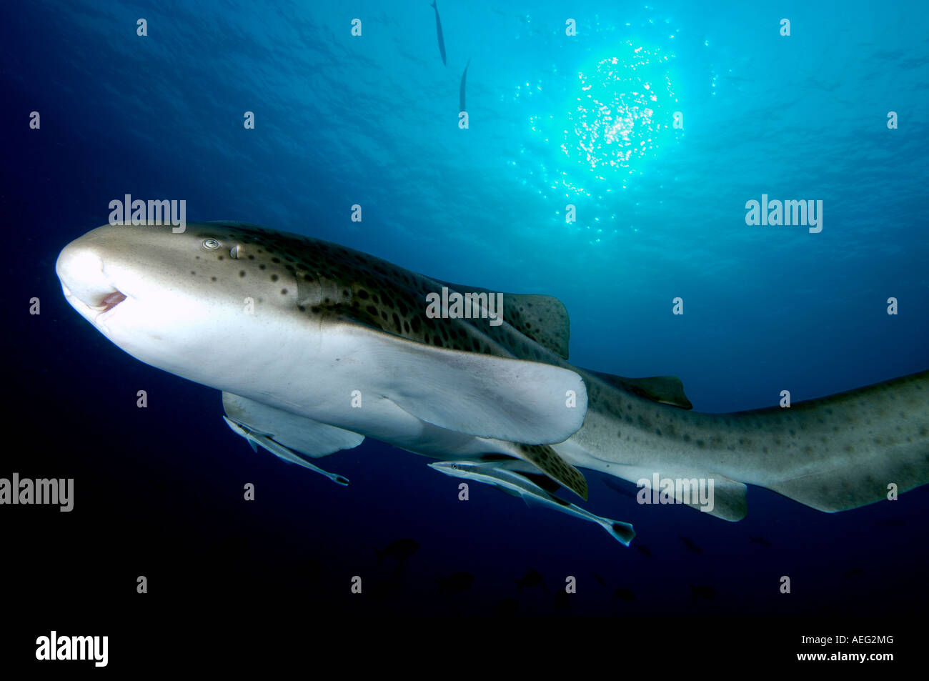 zebra leopard shark Stegostoma fasciatum Thailand Stock Photo - Alamy