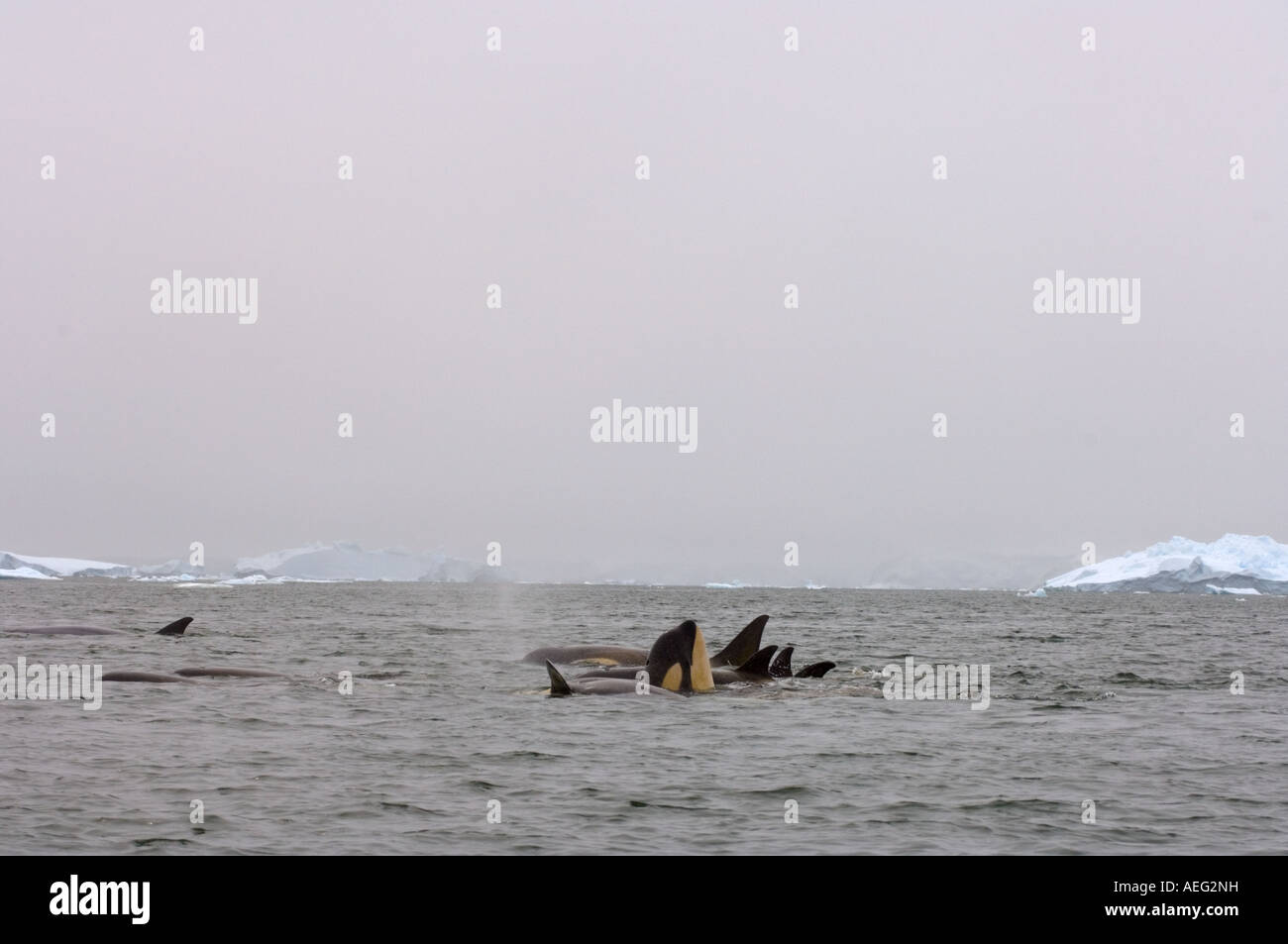 killer whales orcas Orcinus orca pod traveling in waters off the ...