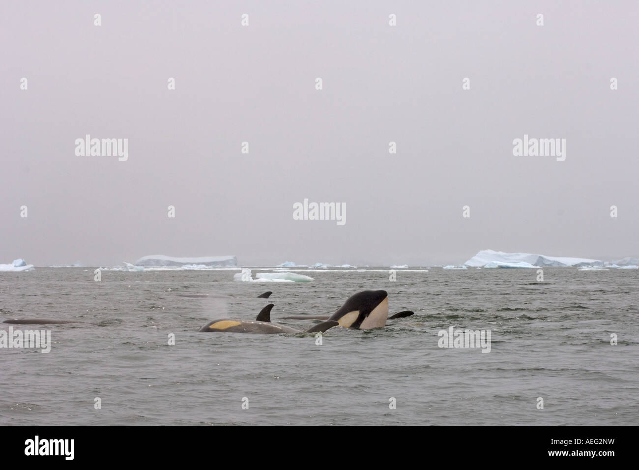 Orcas hunting ice hi-res stock photography and images - Alamy