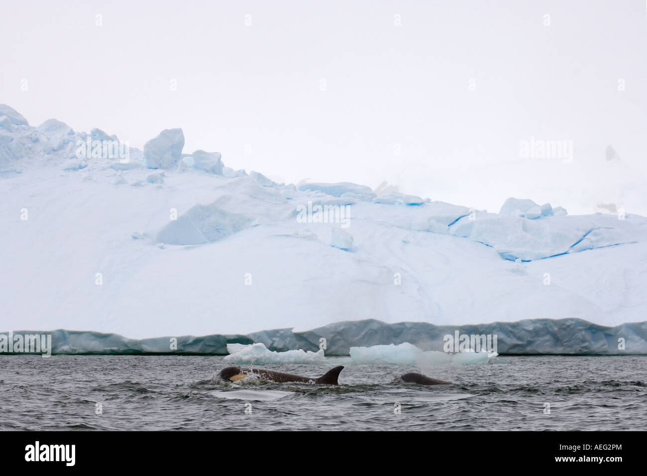 killer whales orcas Orcinus orca pod traveling in waters off the ...