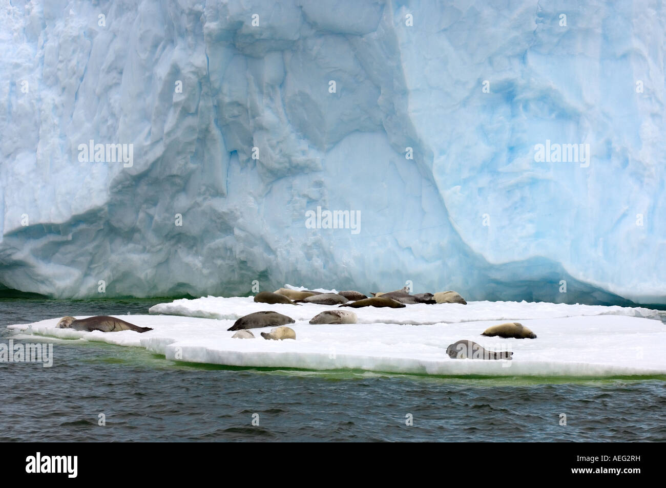 crabeater seals Lobodon carcinophaga resting on a saltwater pan of sea ...