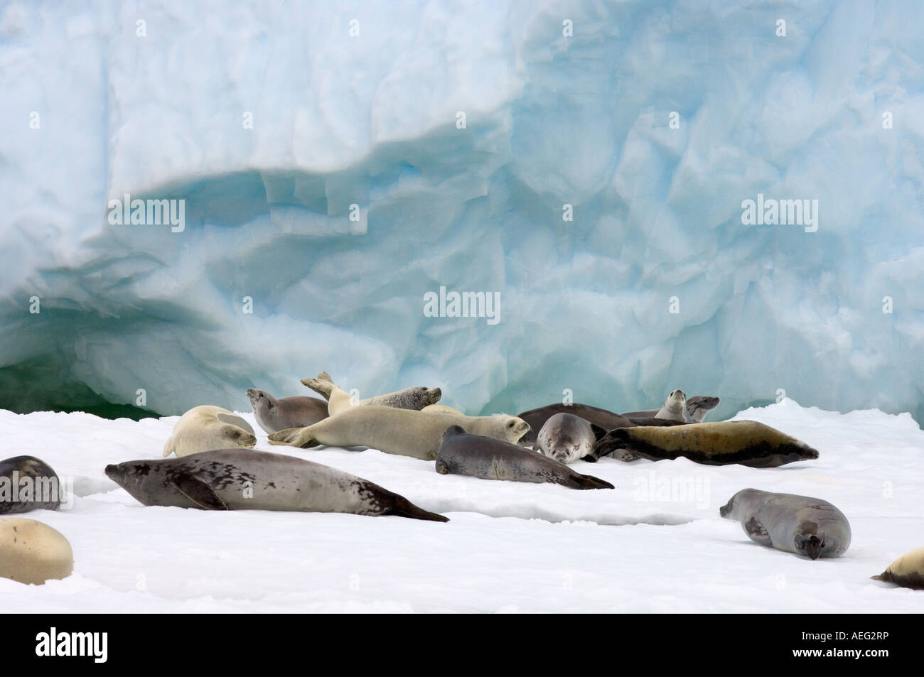 crabeater seals Lobodon carcinophaga resting on a saltwater pan of sea ...