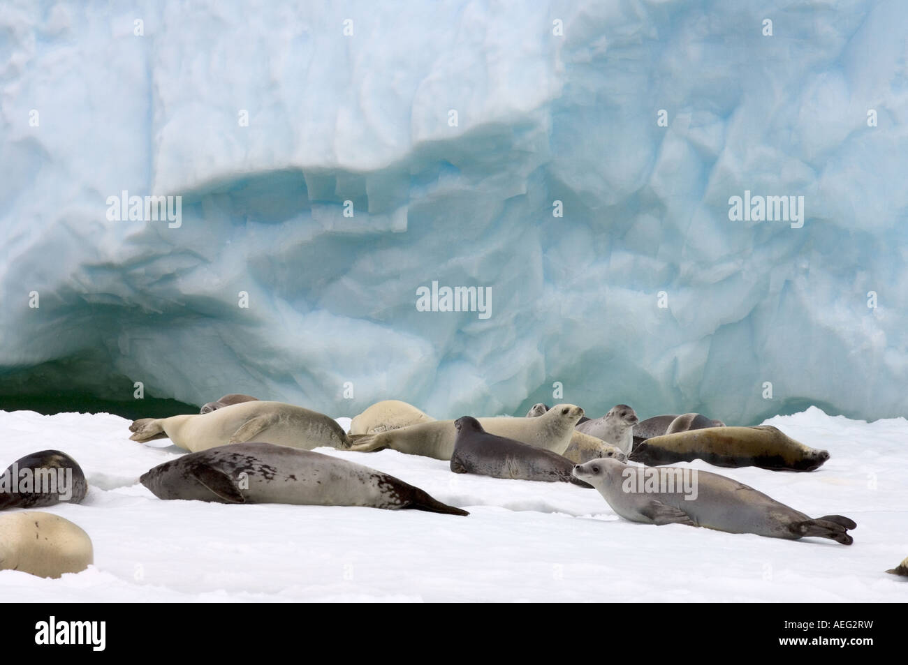 crabeater seals Lobodon carcinophaga resting on a saltwater pan of sea ...