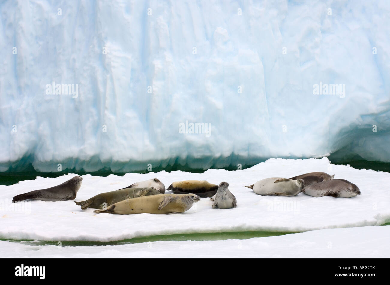 crabeater seals Lobodon carcinophaga resting on a saltwater pan of sea ...