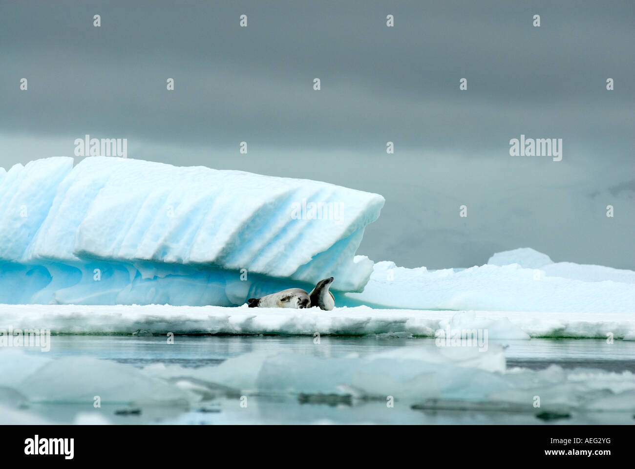 crabeater seal Lobodon carcinophaga pair resting on glacial ice along ...