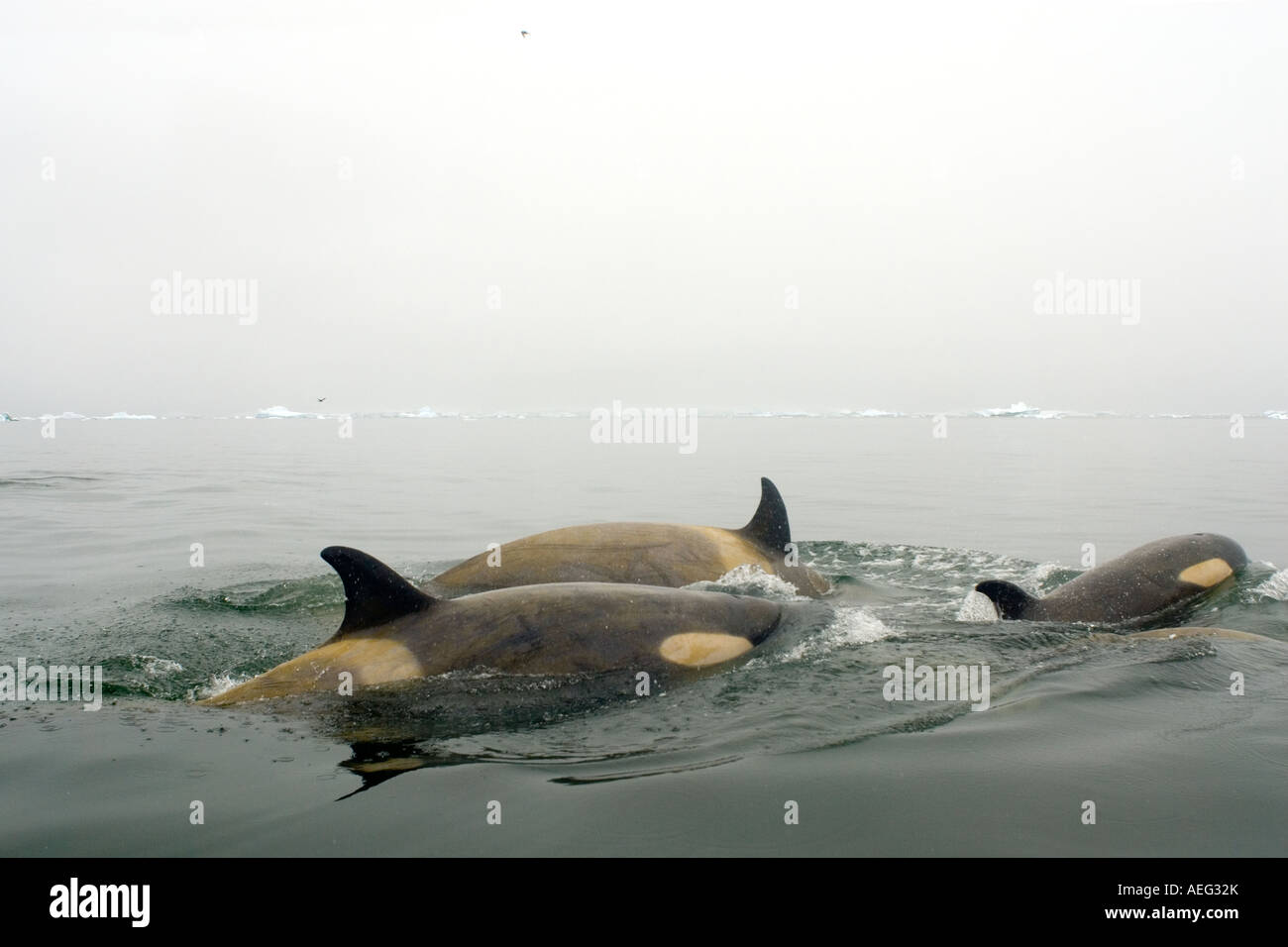 Orcas hunting ice hi-res stock photography and images - Alamy