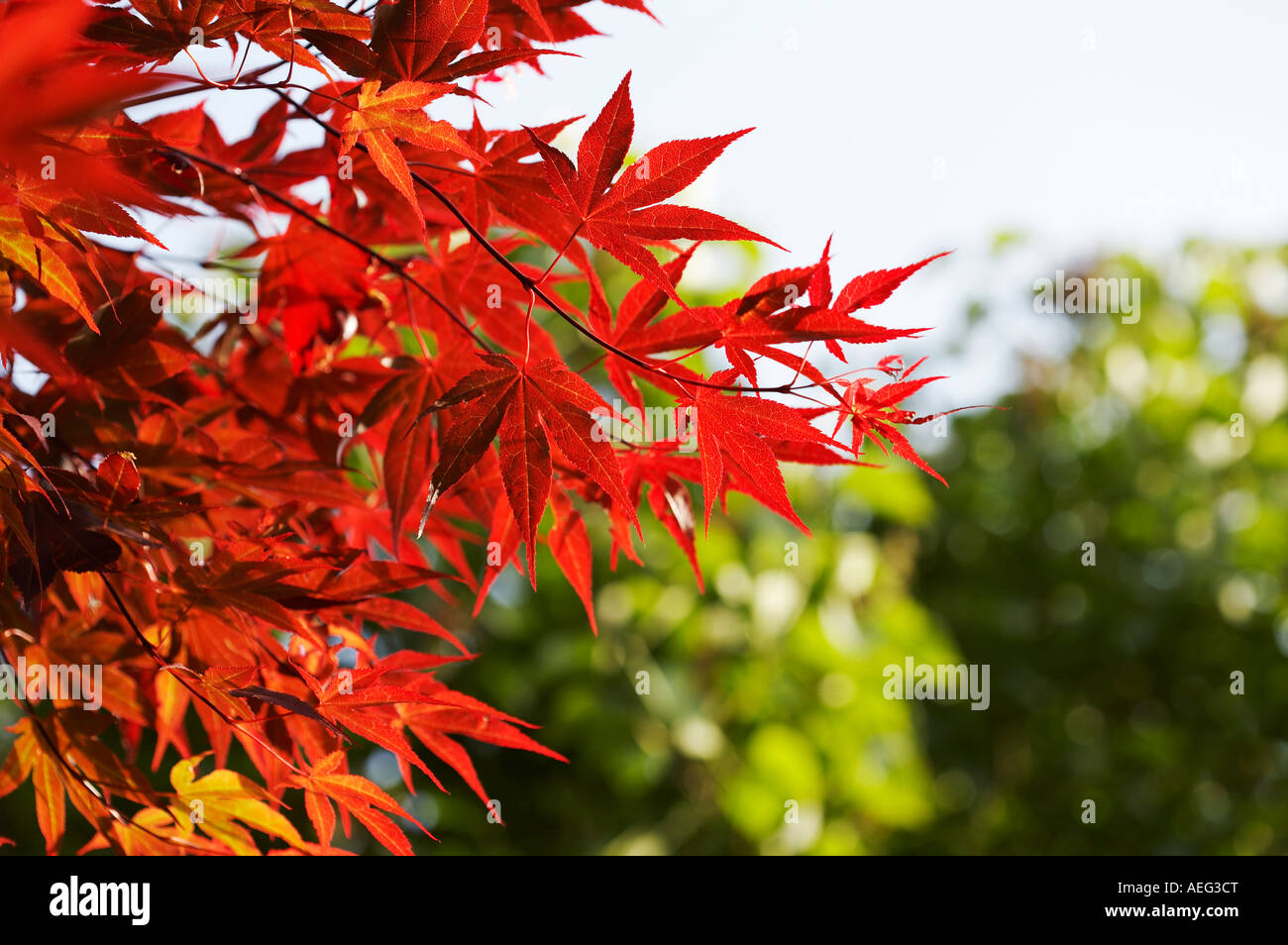 Acer palmatum atropurpureum Japanese Maple Stock Photo - Alamy