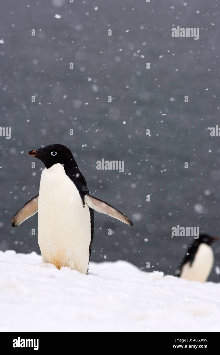 adelie penguin Pygoscelis Adeliae in falling snow along the western ...