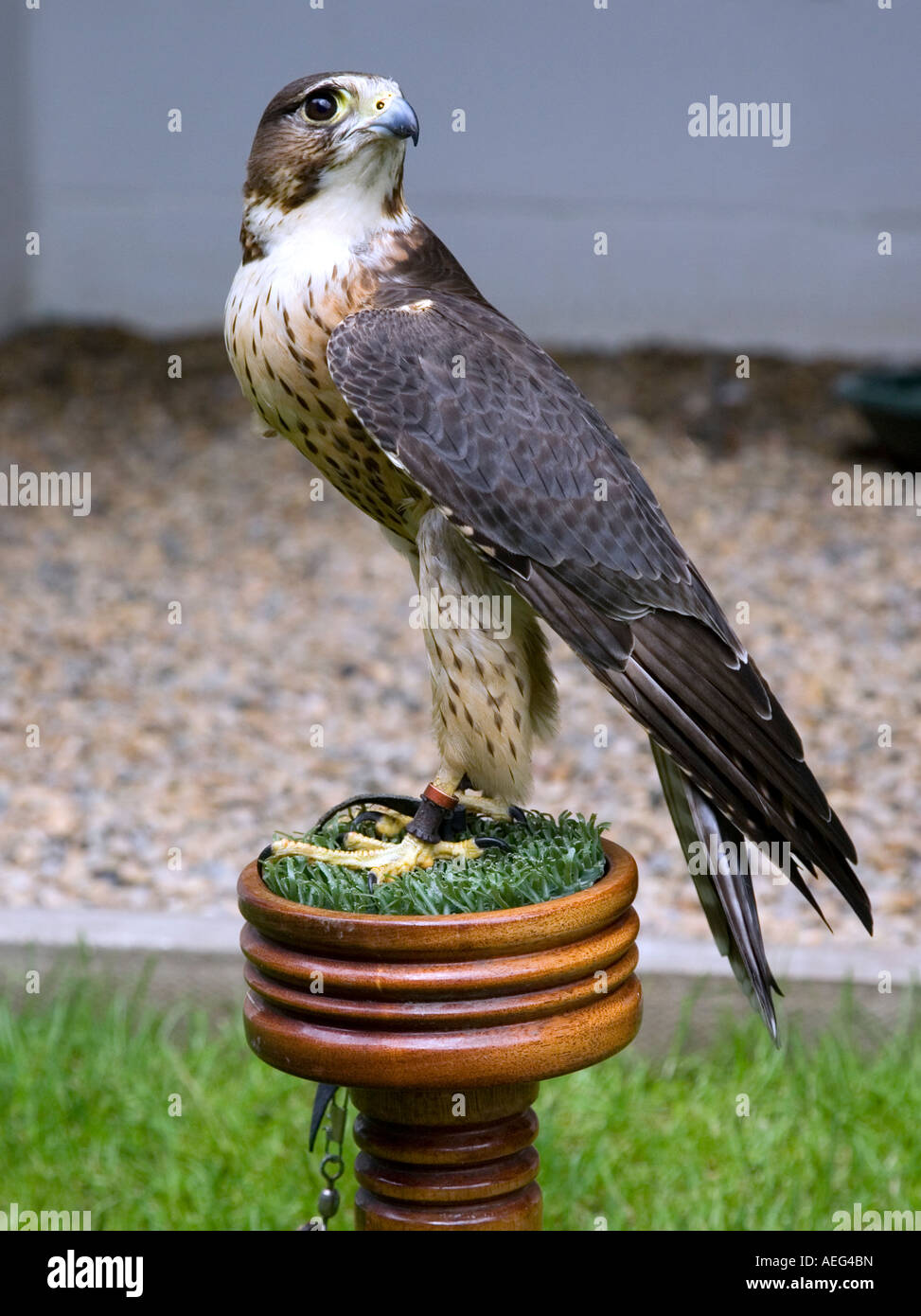 Medieval hunt falcon hi-res stock photography and images - Alamy