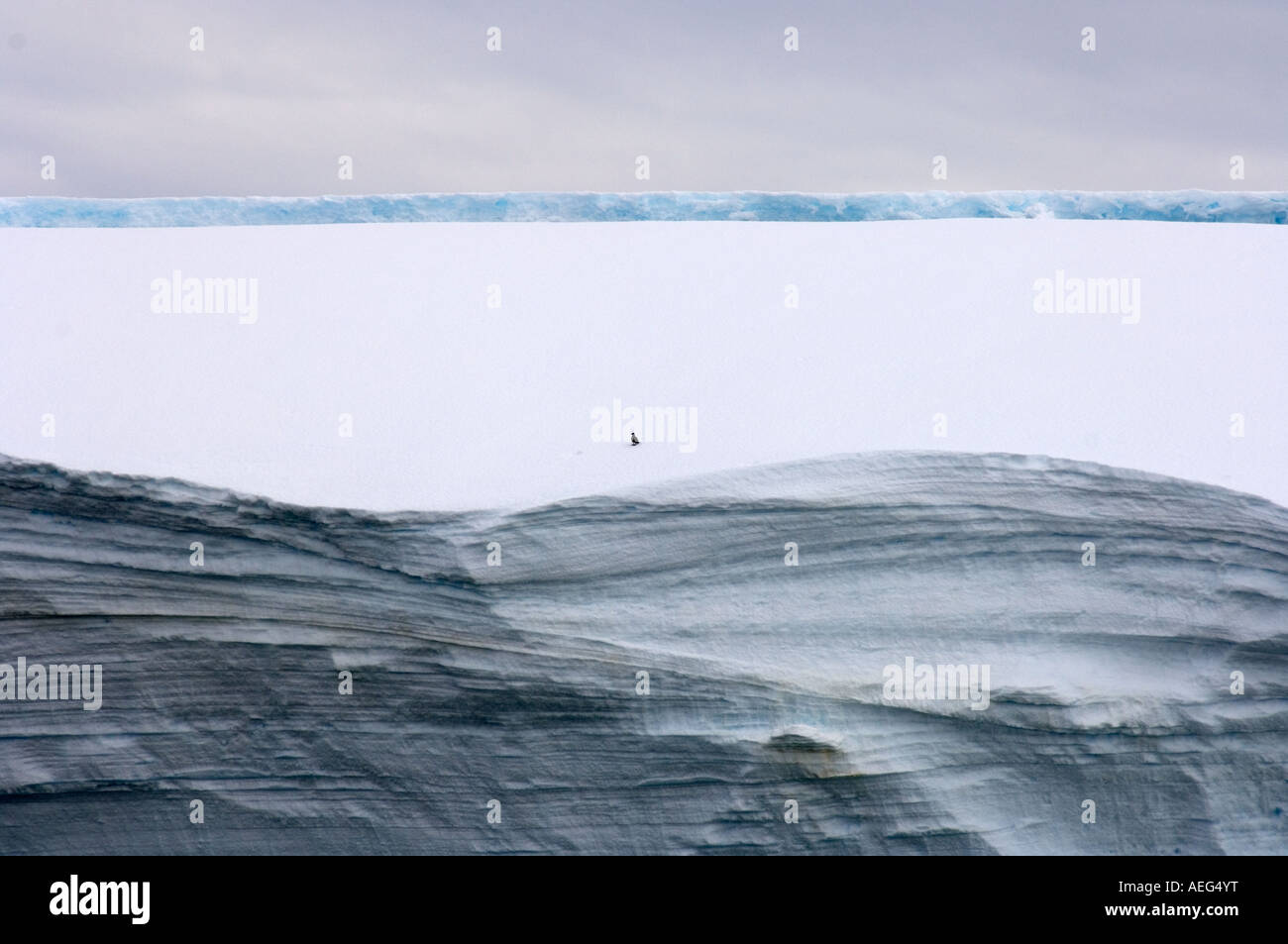 brown skua Catharacta Antarctica or Antarctic skua on glacial ice along ...