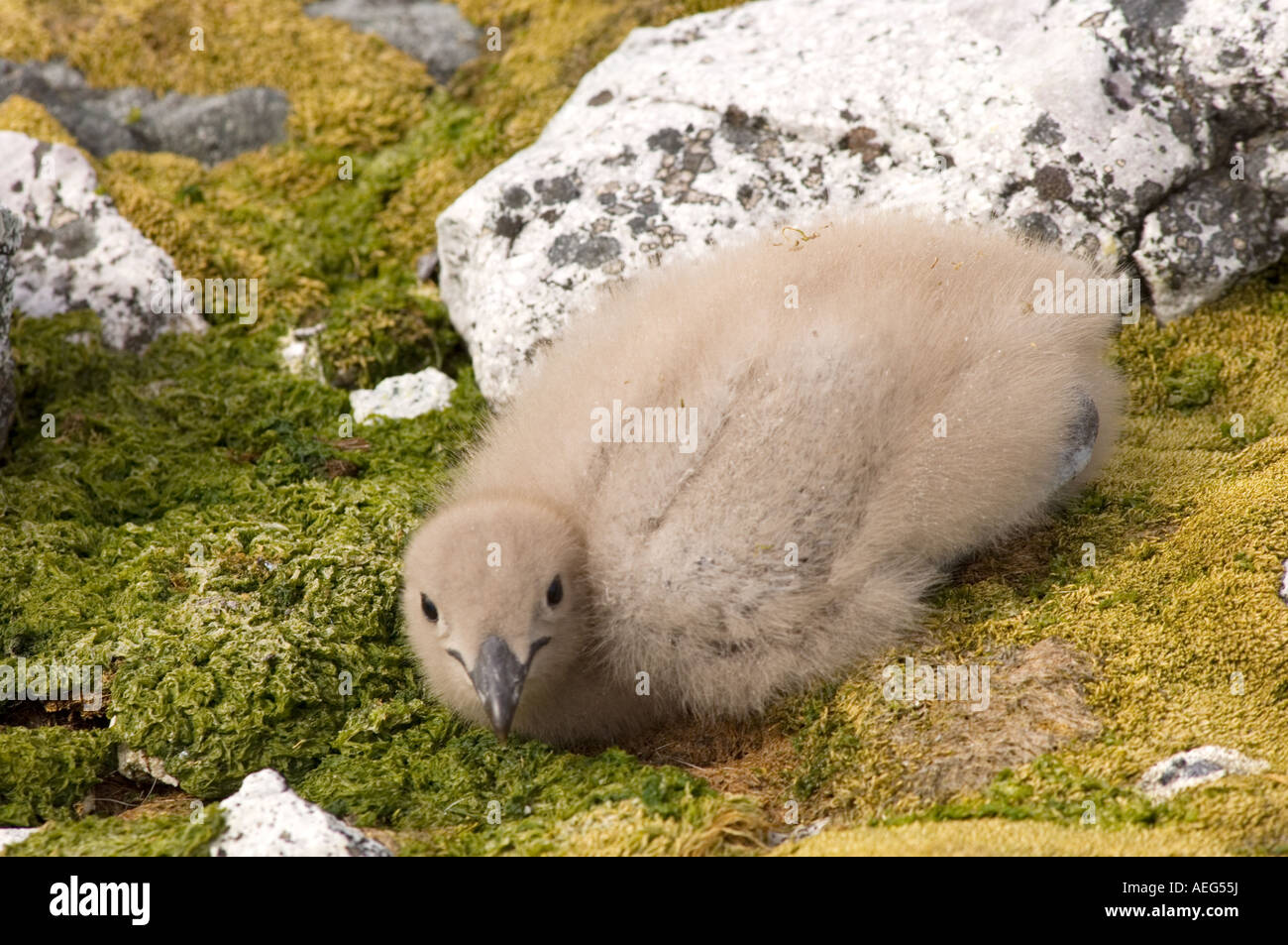 brown skua Catharacta Antarctica or Antarctic skua chick along the ...
