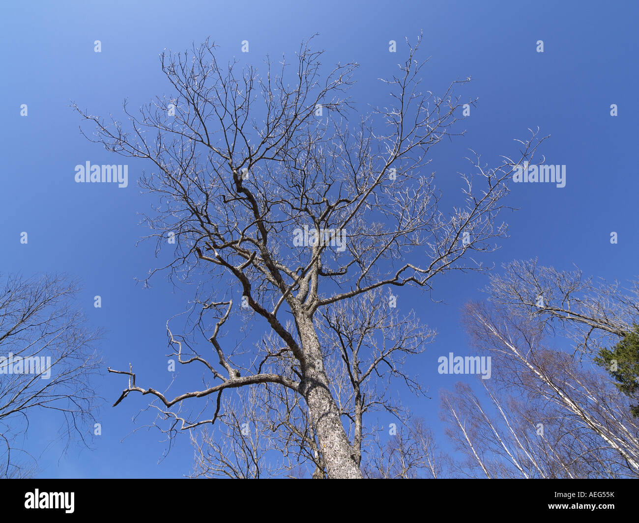 Tree on sky Stock Photo - Alamy