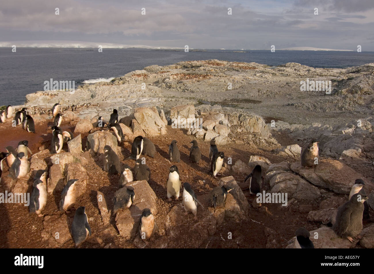Antarctic habitat conservation hi-res stock photography and images - Alamy
