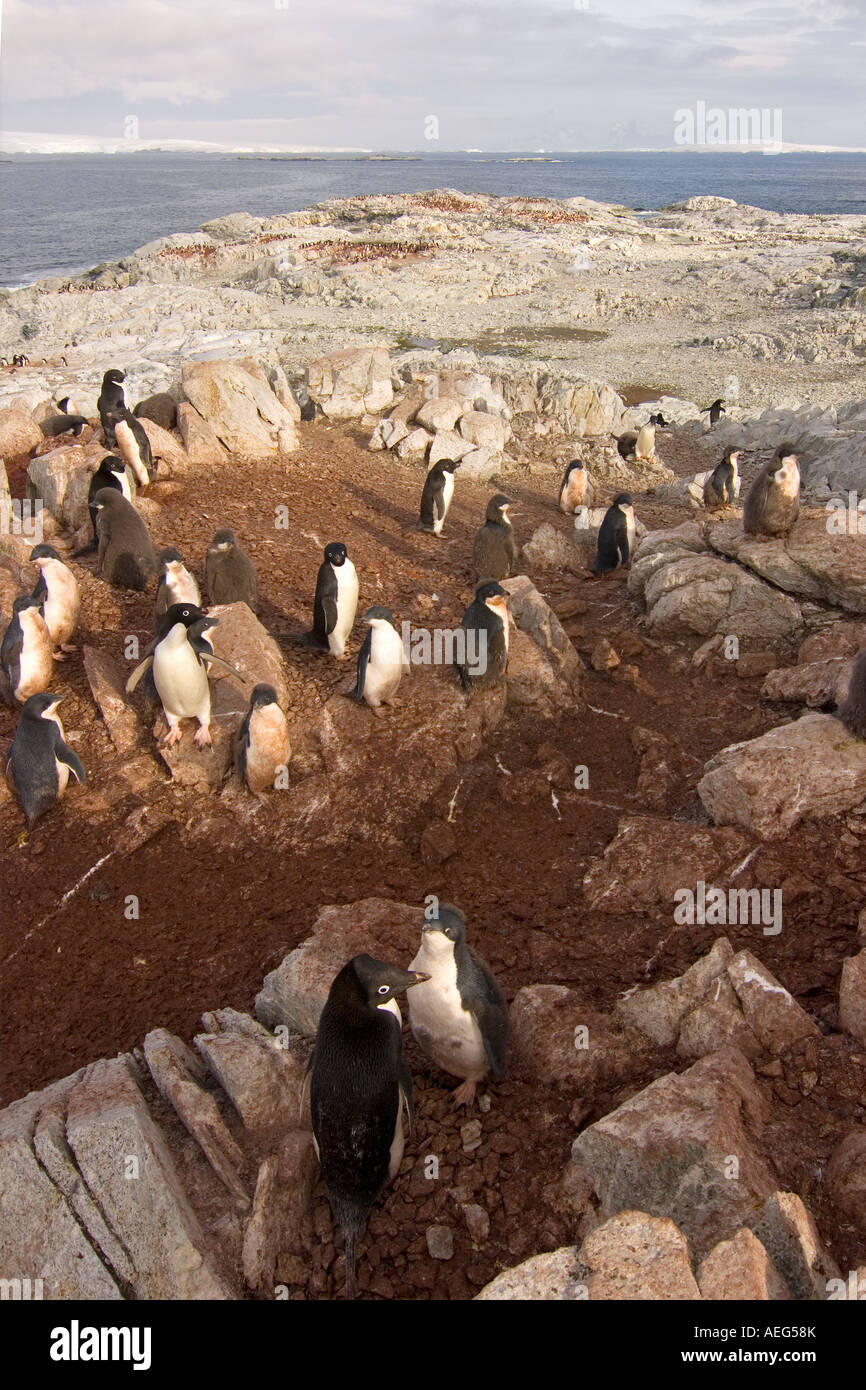 Adelie penguin breeding behavior hi-res stock photography and images ...