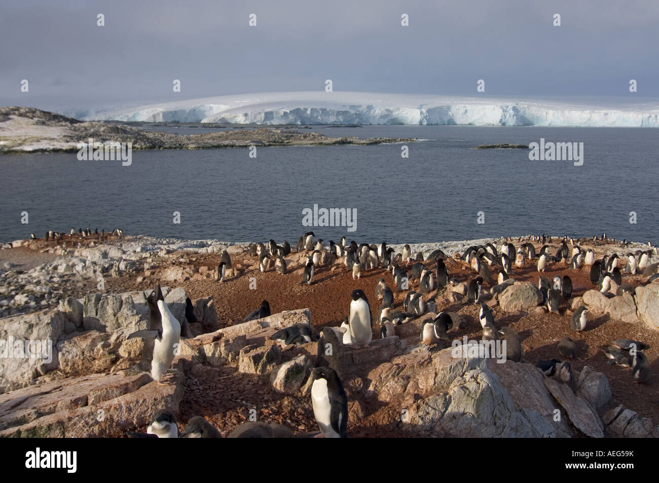 Adelie penguin breeding behavior hi-res stock photography and images ...