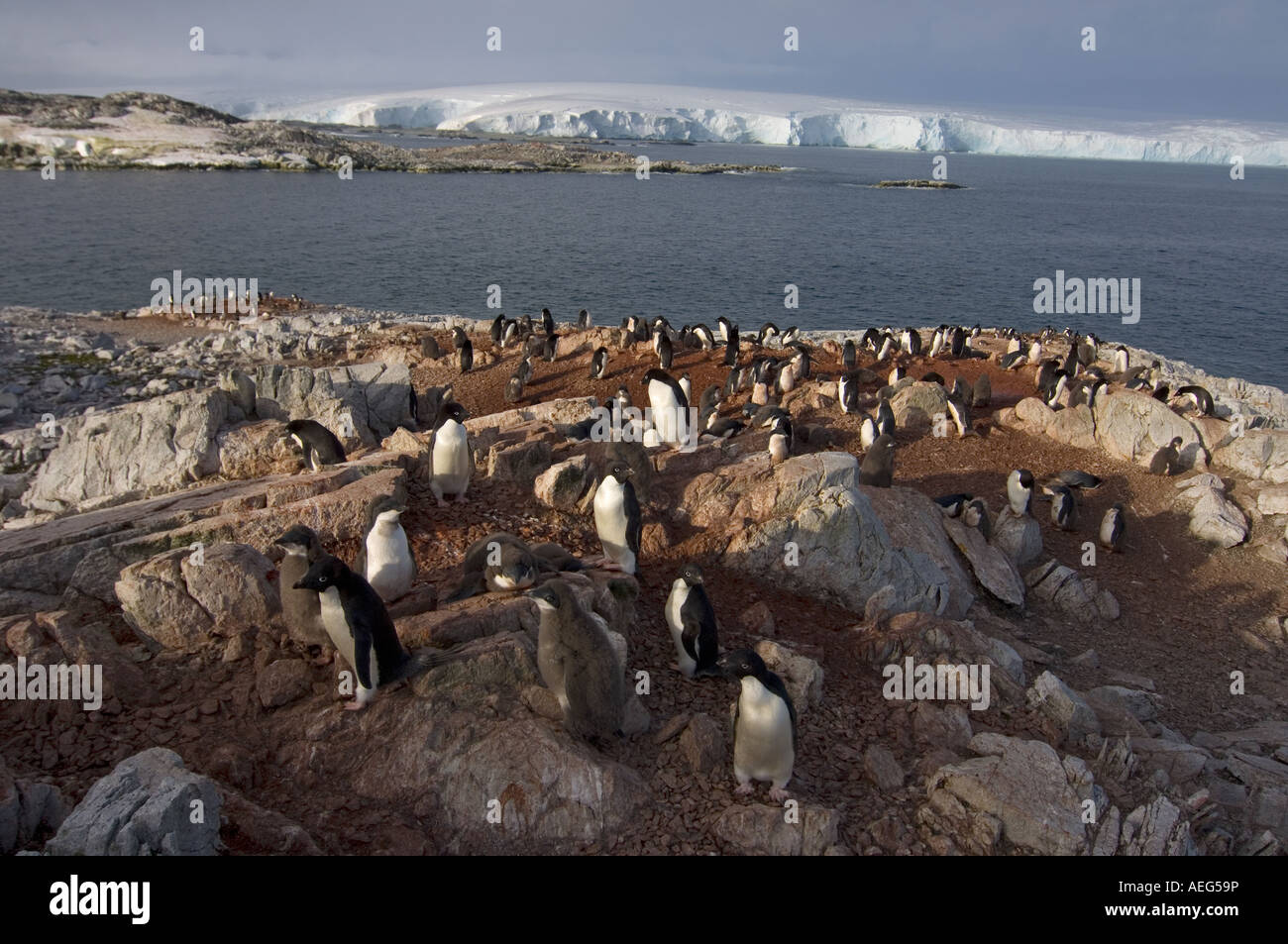 Penguin breeding success hi-res stock photography and images - Alamy