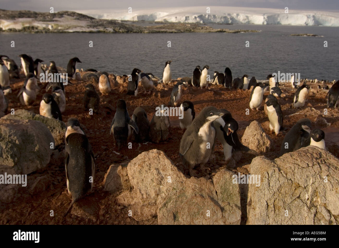 Penguin breeding success hi-res stock photography and images - Alamy