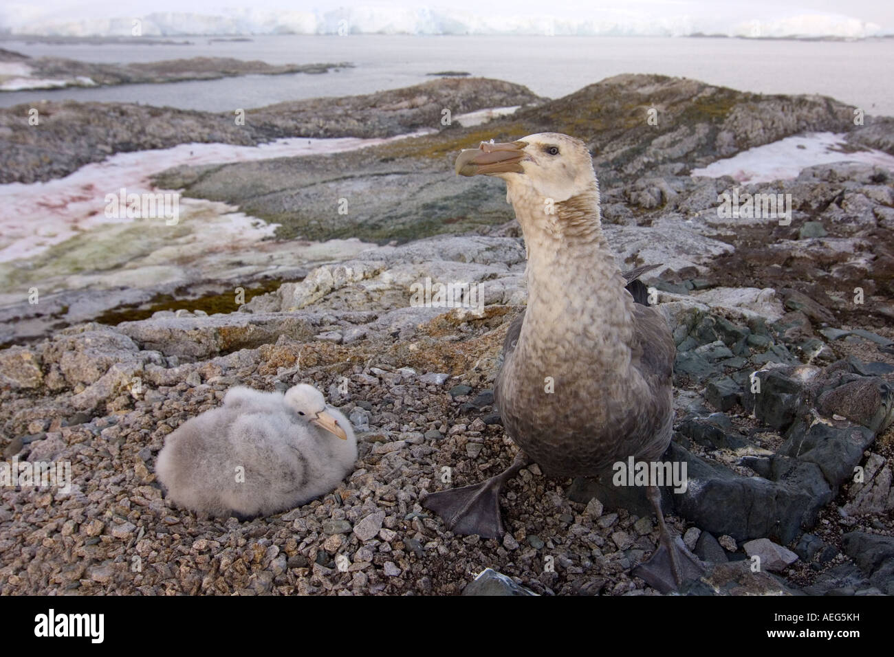 Snow petrel nest hi-res stock photography and images - Alamy