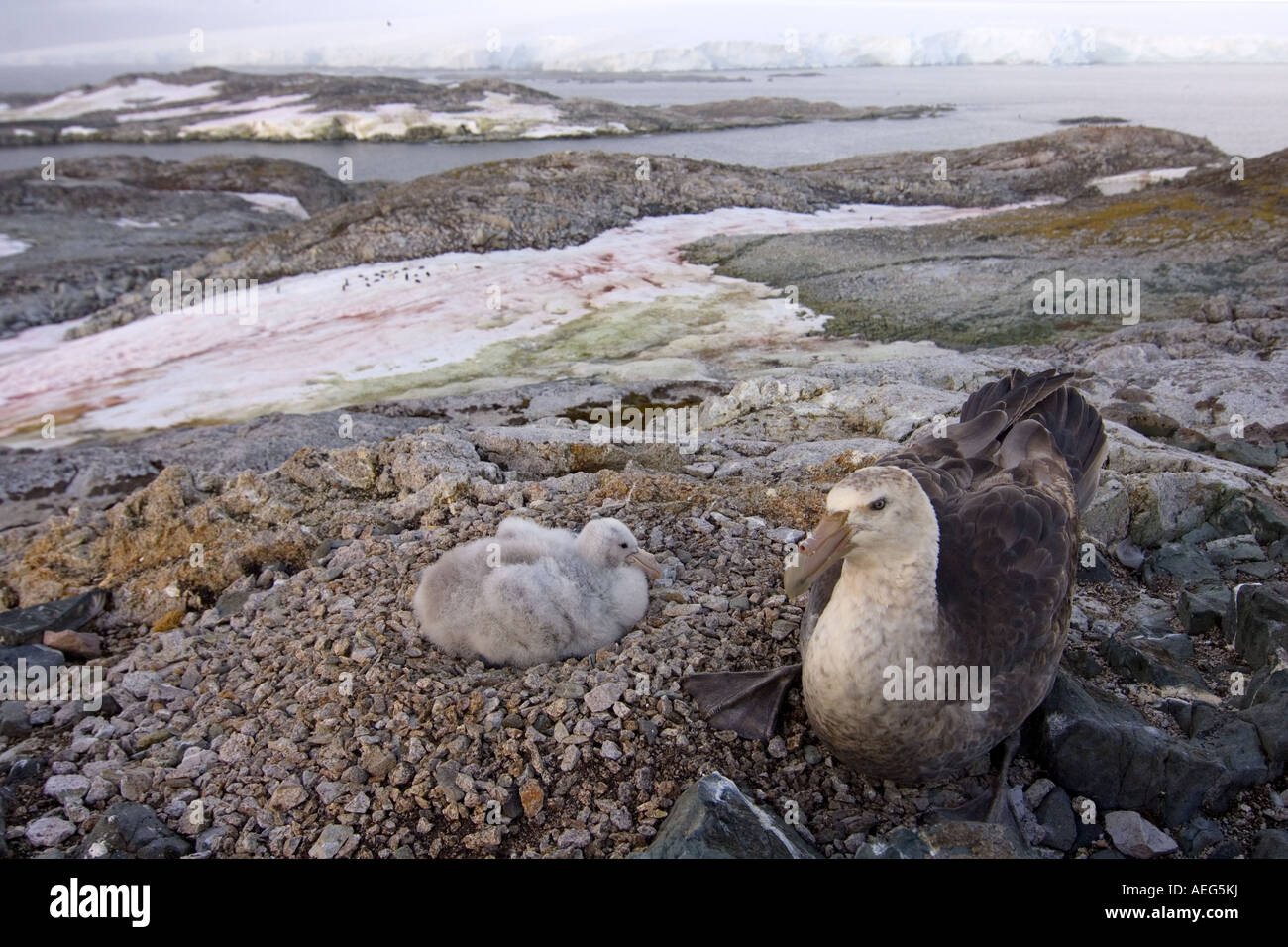 Snow petrel nest hi-res stock photography and images - Alamy