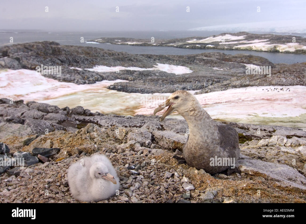 Snow petrel nest hi-res stock photography and images - Alamy