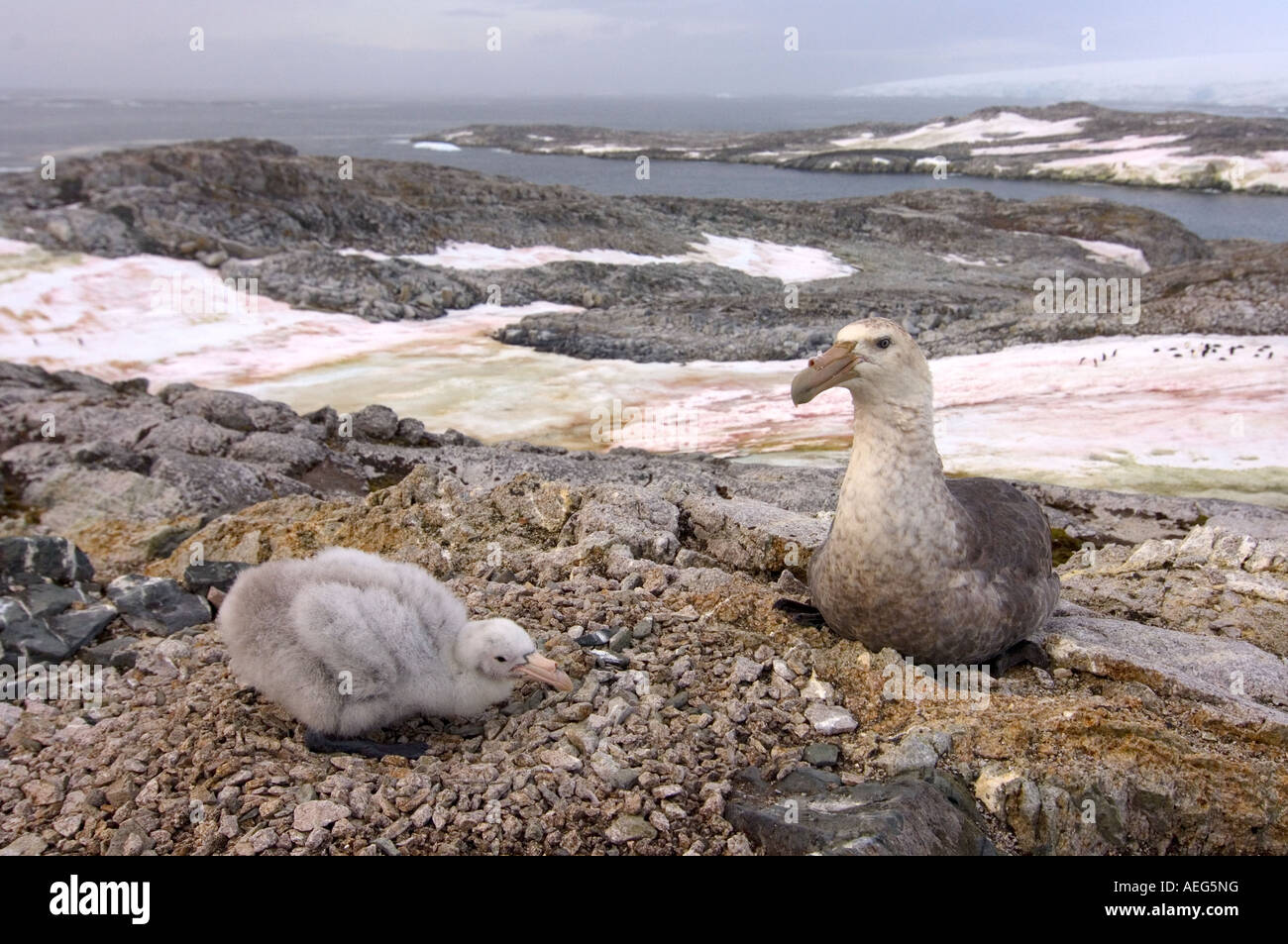 Snow petrel nest hi-res stock photography and images - Alamy