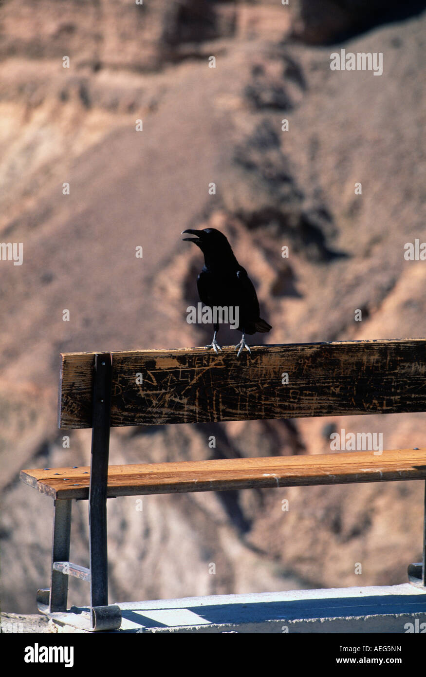 raven on bench Death Valley CA Stock Photo - Alamy