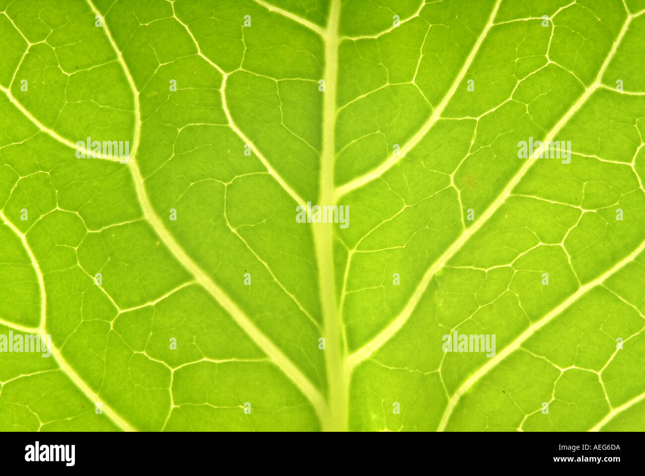 Fruits Vegetables foliage detail green sap vascular plant nature leaf ...