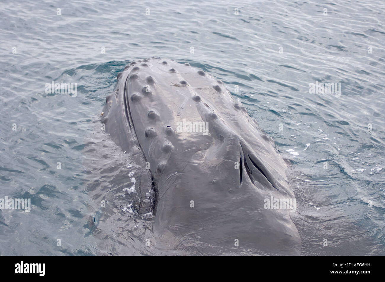 humpback whale Megaptera novaeangliae frolicking in the waters off the ...