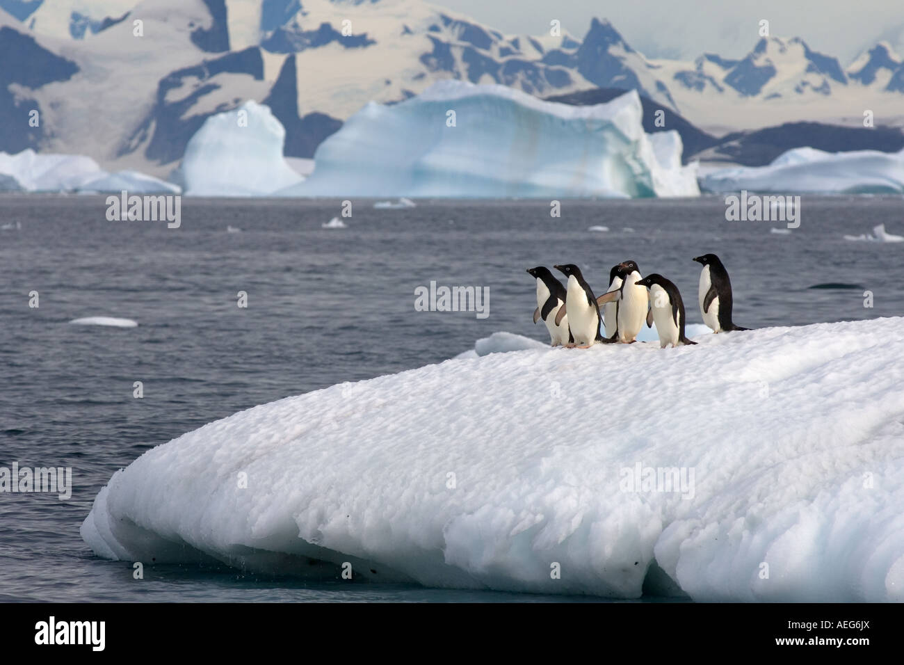 Massive iceberg birds hi-res stock photography and images - Alamy