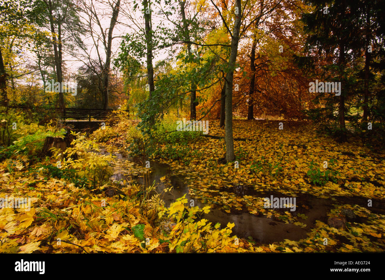 falling leaf leaves season garden background Stock Photo - Alamy