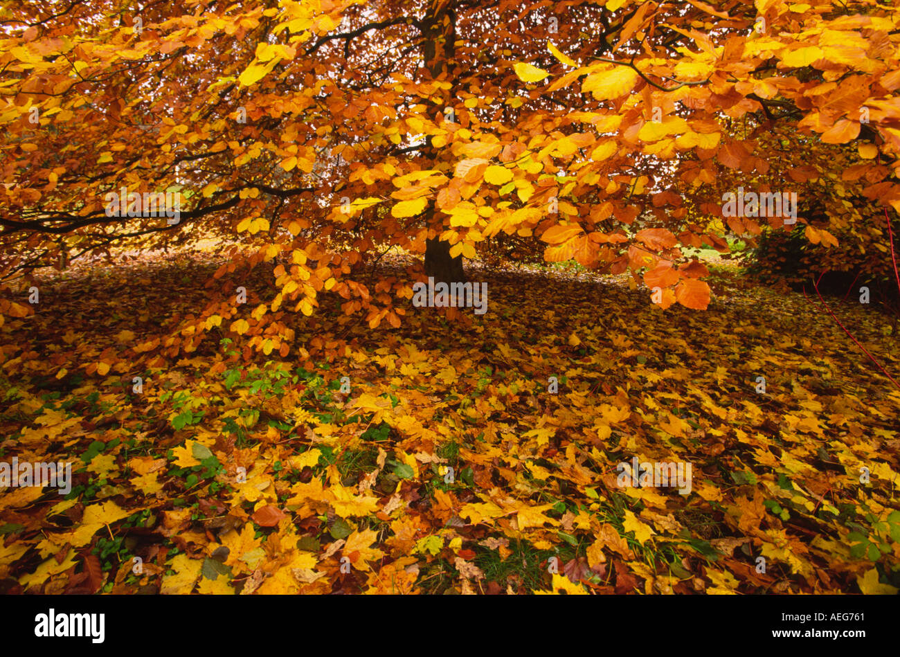 falling leaf leaves season Stock Photo - Alamy